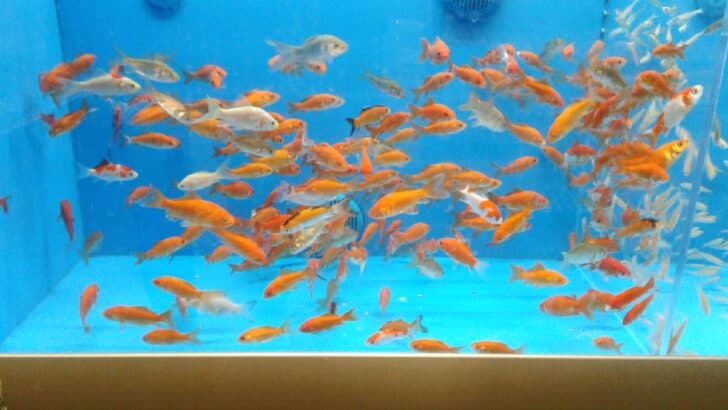 Why Goldfish Never Stop Growing in the Right Conditions - Animals ...