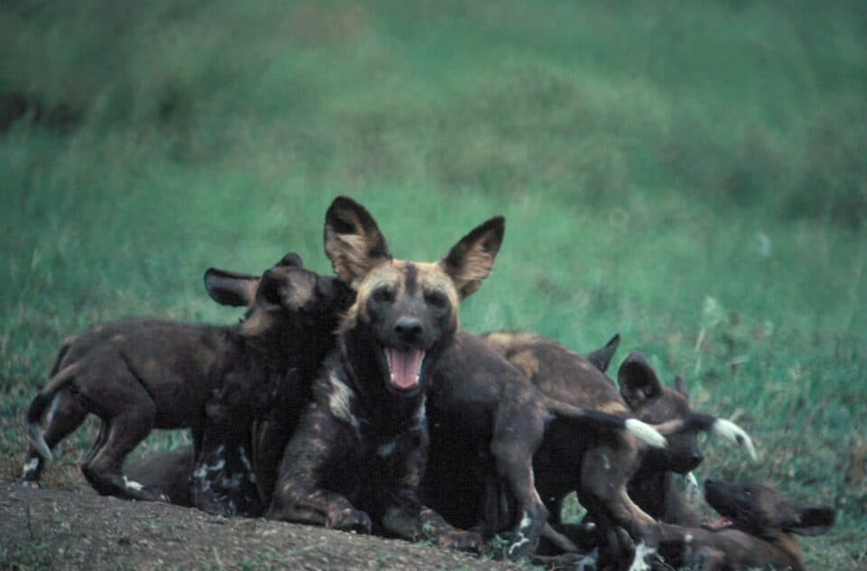 Wild Dogs That Form Alliances with Hyenas—For Survival - Animals Around ...