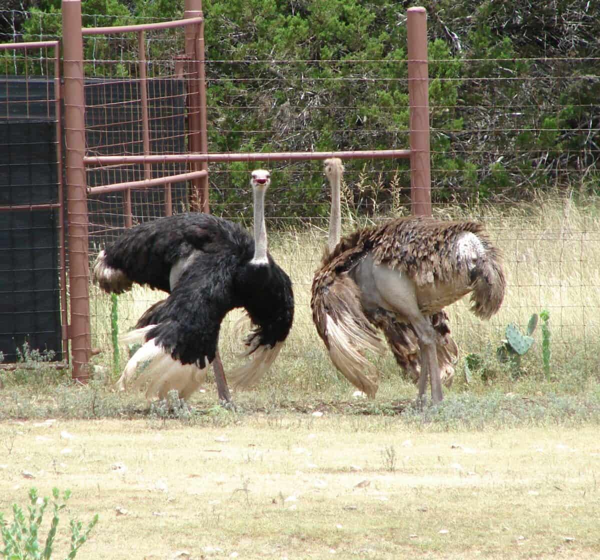 How Ostriches Engage in Unique Mating Dances and Rivalry - Animals ...