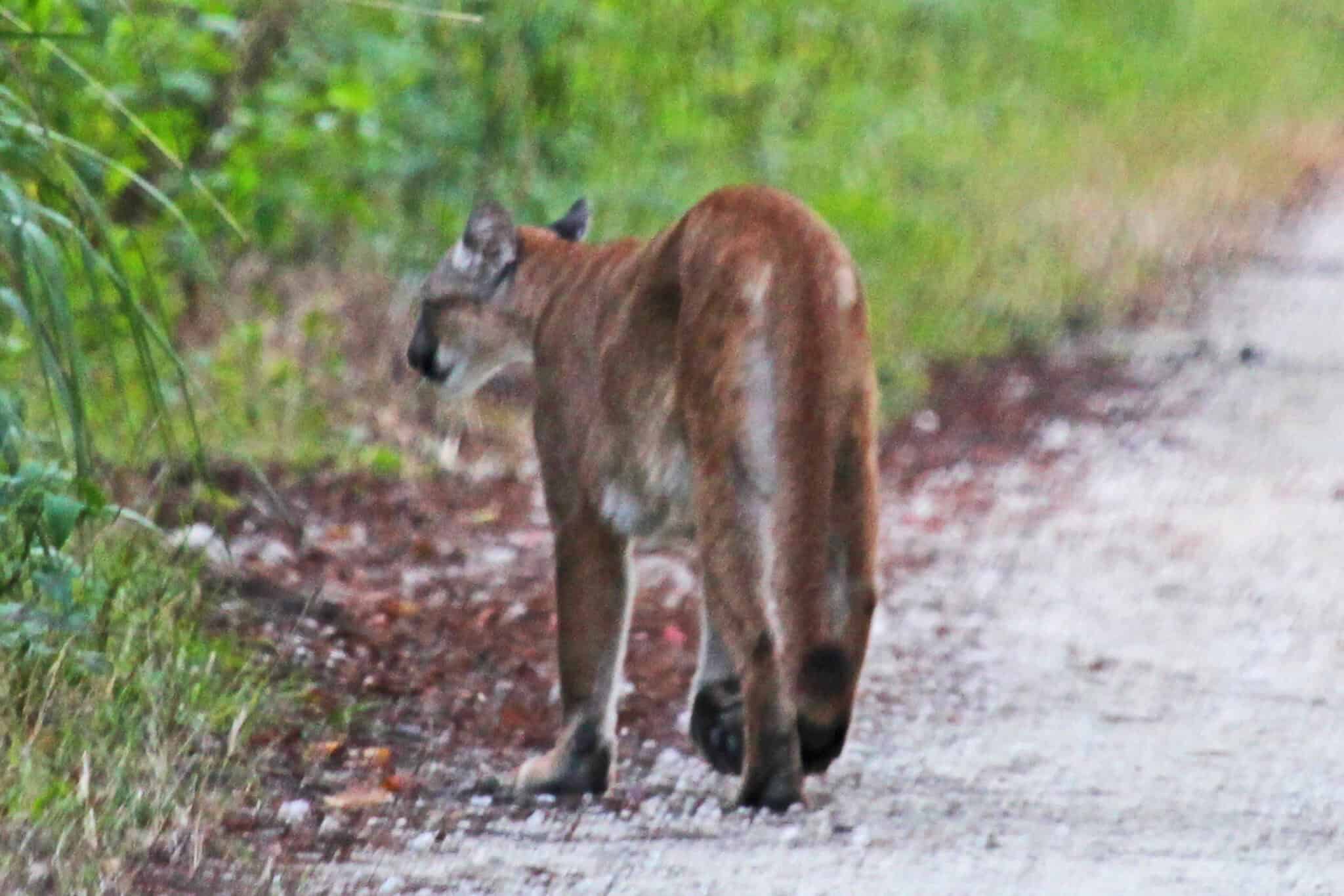 Meet the Florida Panther: The State’s Most Endangered Big Cat