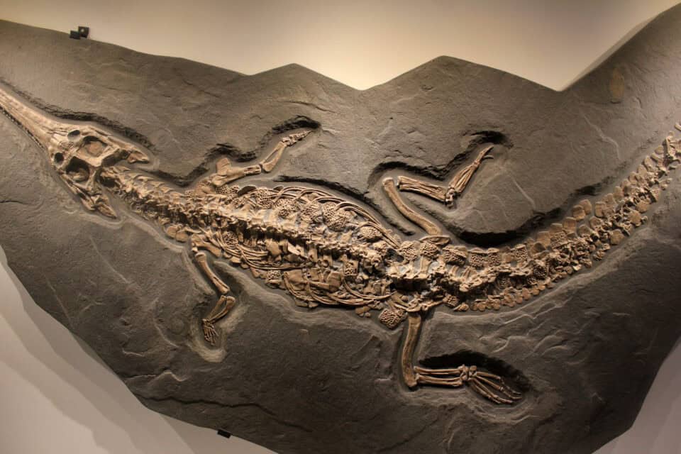 Scientists Just Found a Fossil of a 50-Foot Prehistoric Crocodile