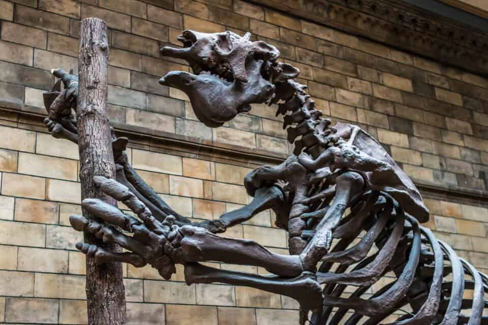Ancient Sloth DNA Was Discovered in a Cave in Texas - Animals Around ...