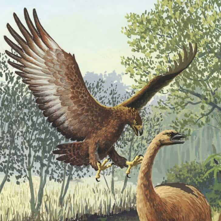 The Largest Eagle Ever to Exist Could Carry Off Humans - Animals Around ...