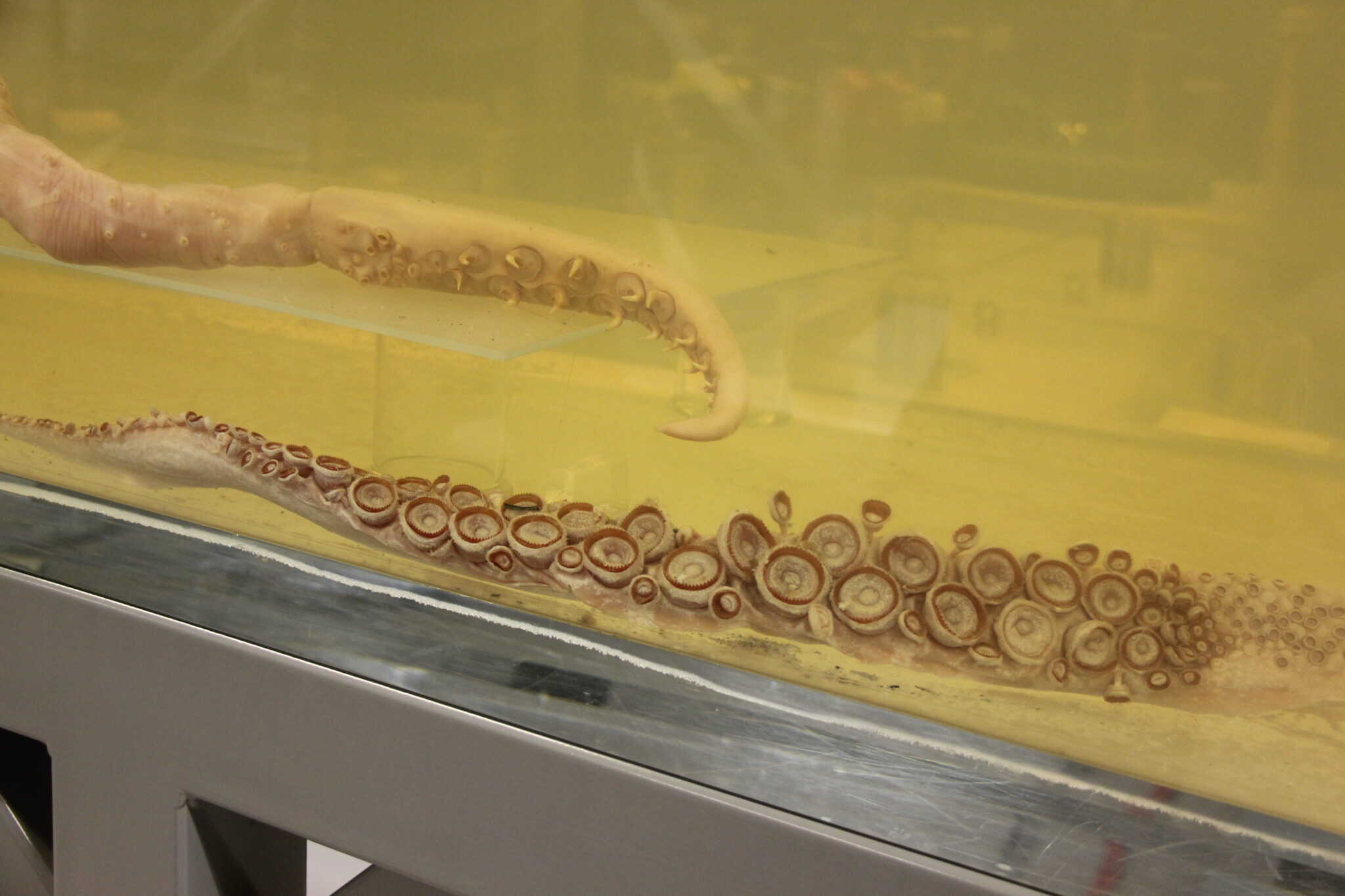 The Most Colossal Squid Ever Caught in U.S. Nets