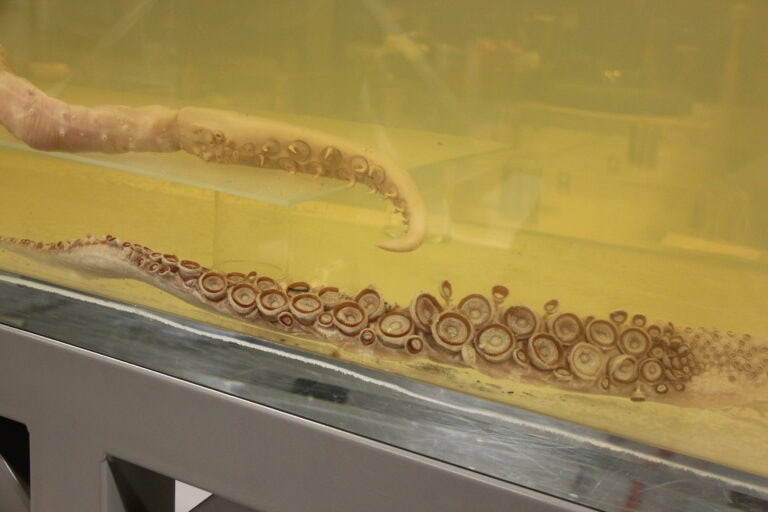 How Giant Squid Use Stealth to Evade Predators - Animals Around The Globe