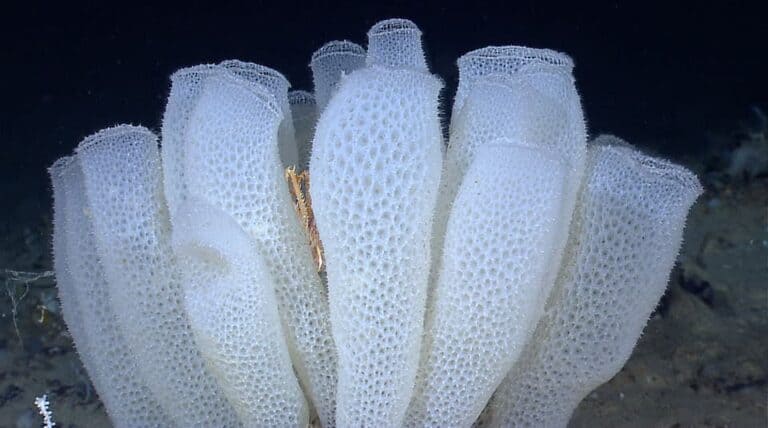 The Oldest Living Creature Found in the Ocean