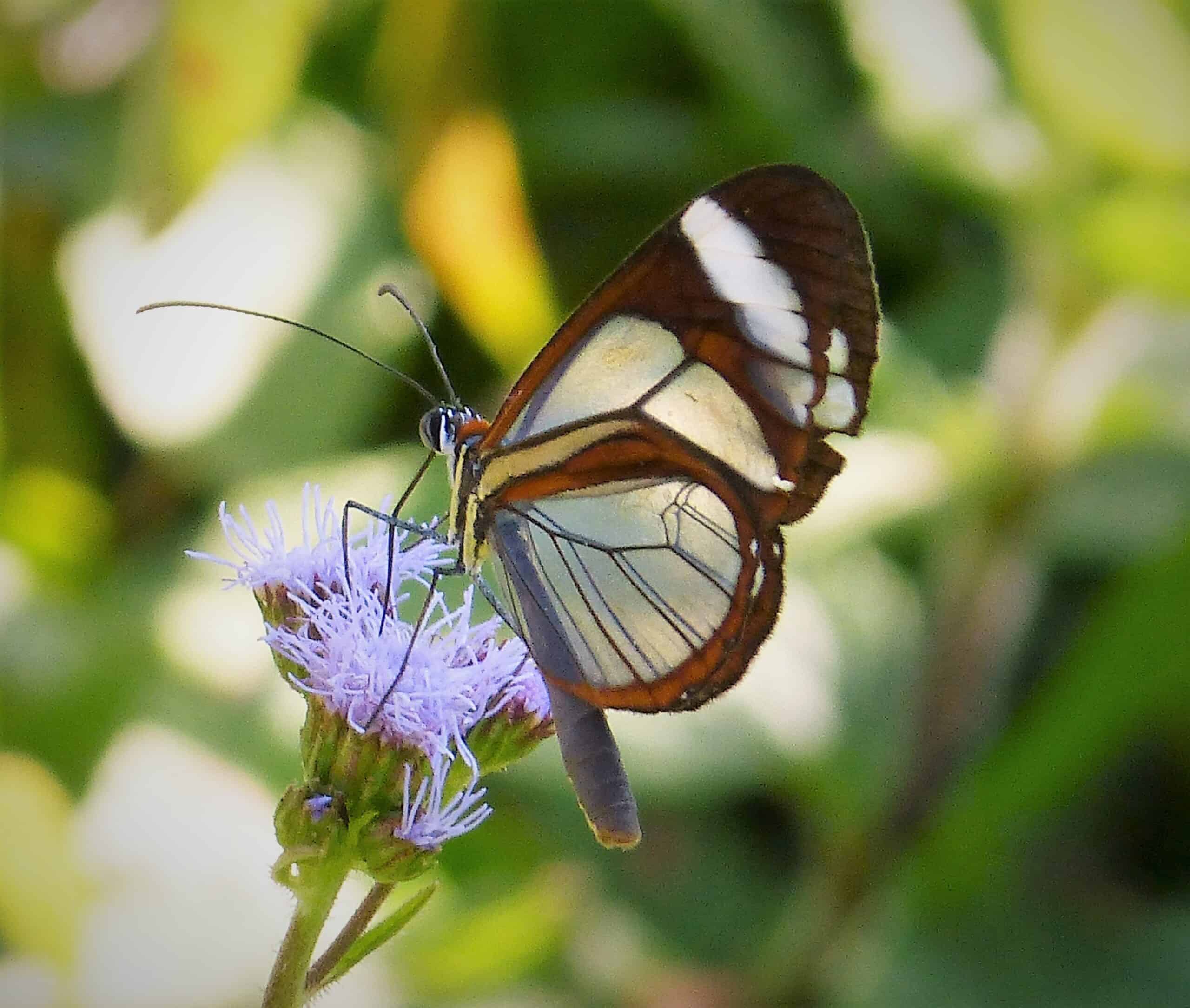 The Glasswing Butterfly: Nature’s Invisible Beauty