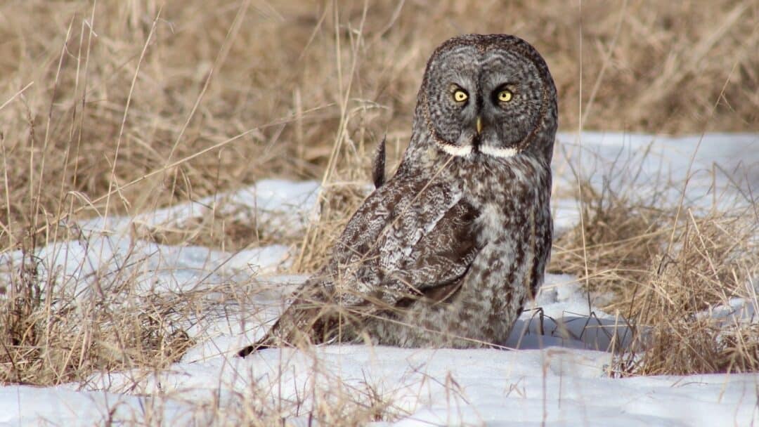 Owls Are Nesting in the Strangest Places—Here’s What It Means - Animals ...