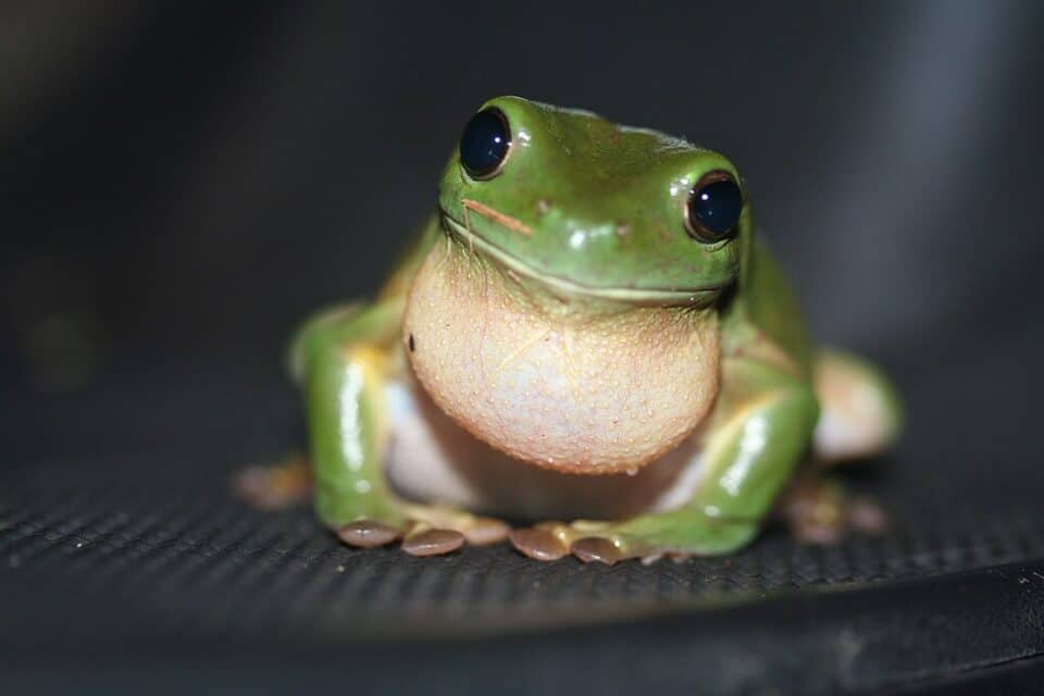 13 Amphibians That Can Survive Freezing Temperatures - Animals Around ...