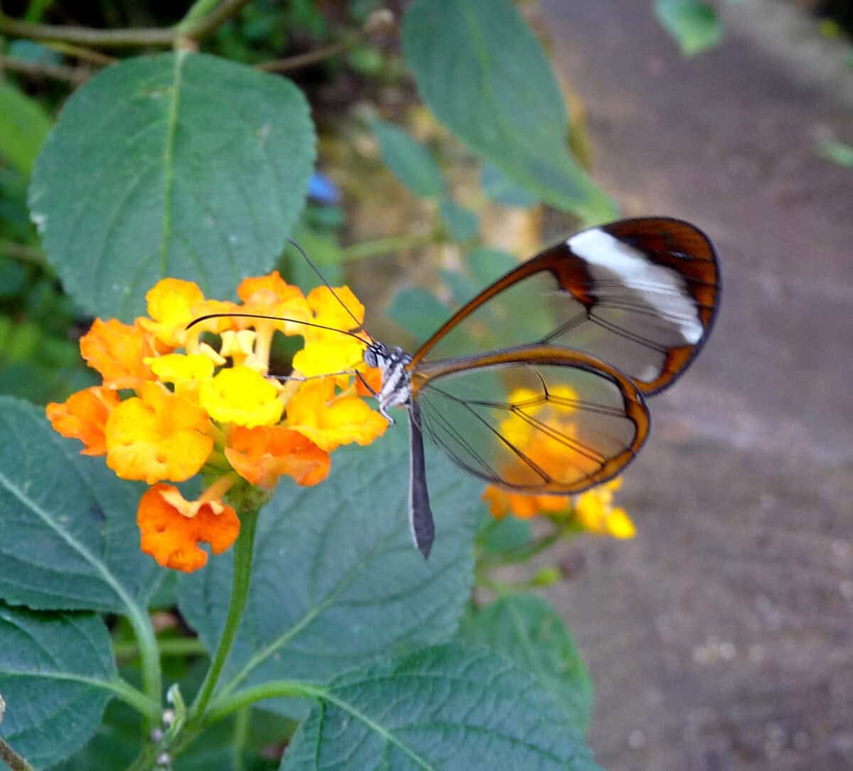 The Glasswing Butterfly: Nature’s Invisible Beauty