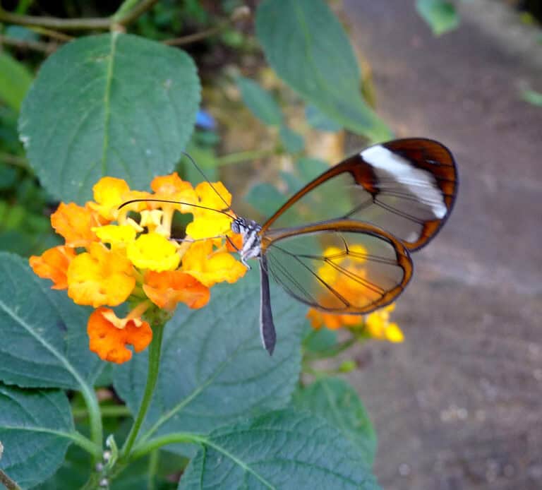 The Glasswing Butterfly: Nature’s Invisible Beauty
