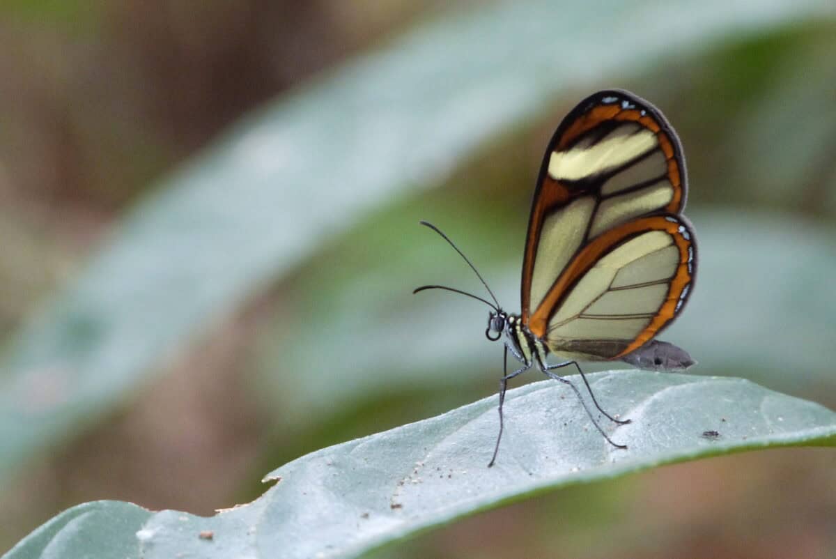 The Glasswing Butterfly: Nature’s Invisible Beauty