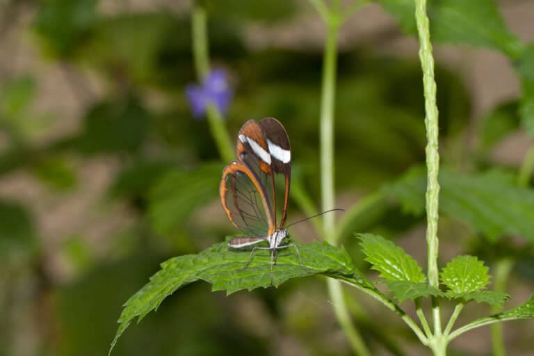 The Glasswing Butterfly: Nature’s Invisible Beauty