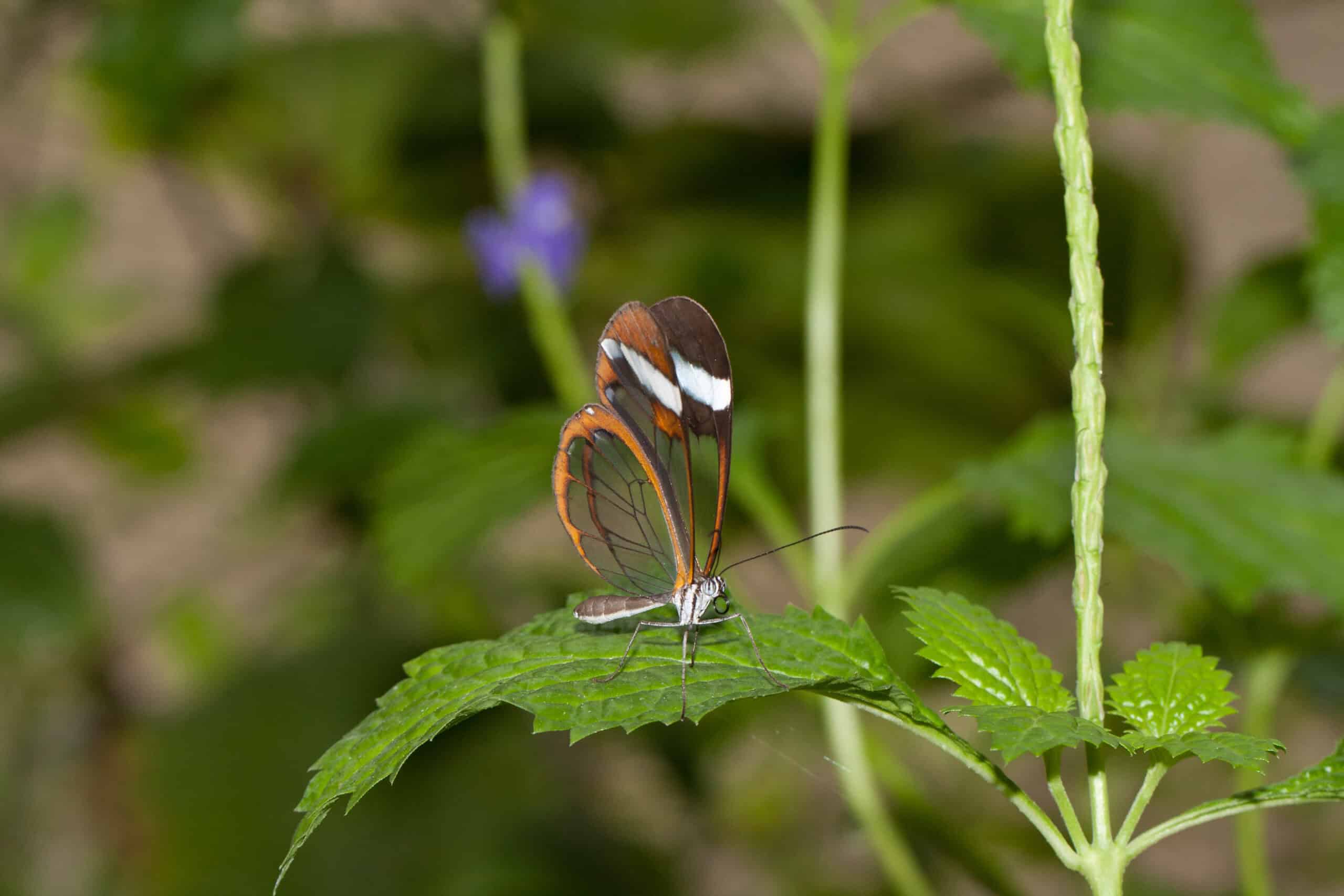 The Glasswing Butterfly: Nature’s Invisible Beauty