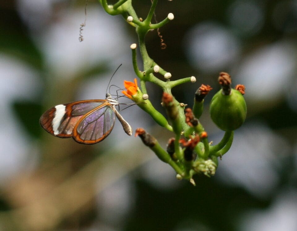The Glasswing Butterfly: Nature’s Invisible Beauty