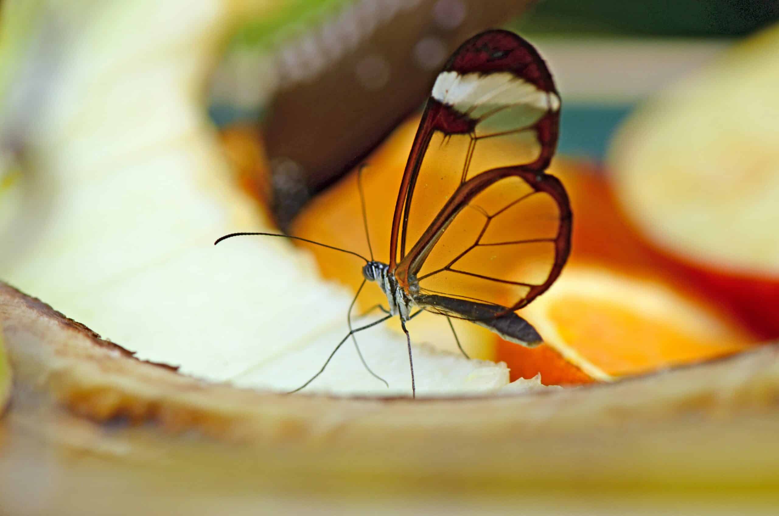 The Glasswing Butterfly: Nature’s Invisible Beauty