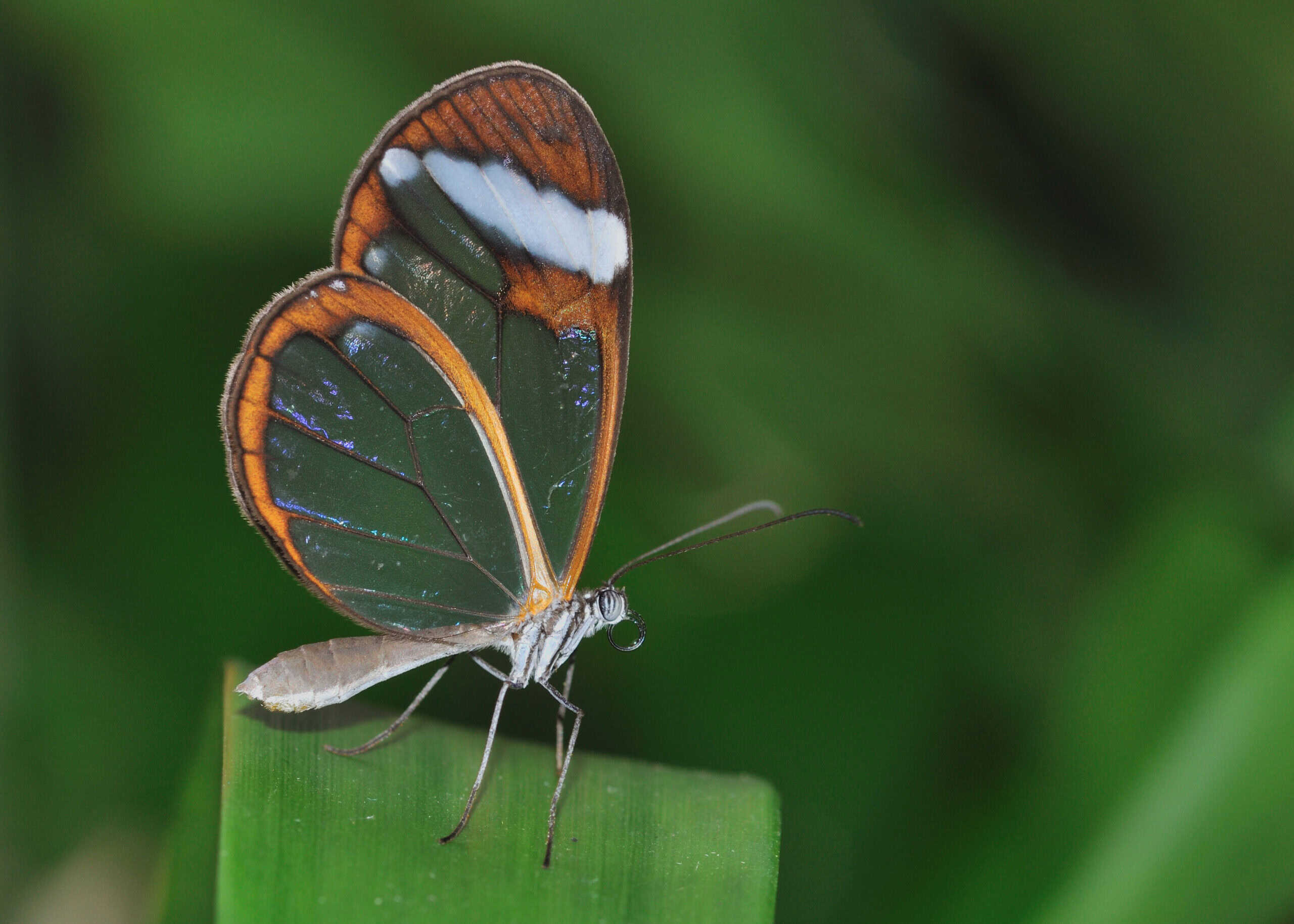 The Glasswing Butterfly: Nature’s Invisible Beauty