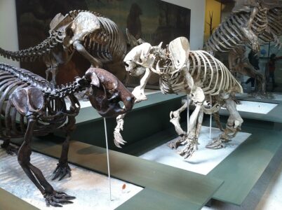 13 Animals That Lived Alongside Early Humans - Animals Around The Globe