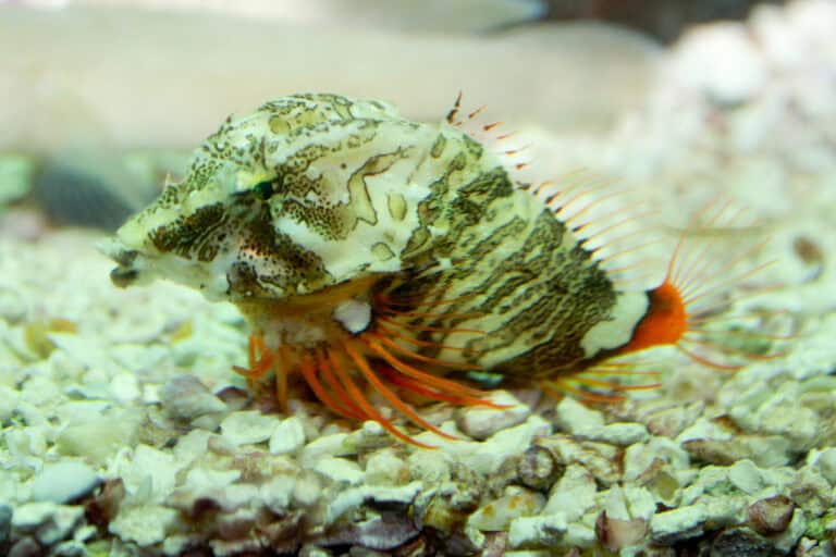 The Hidden Life of Tide Pool Creatures