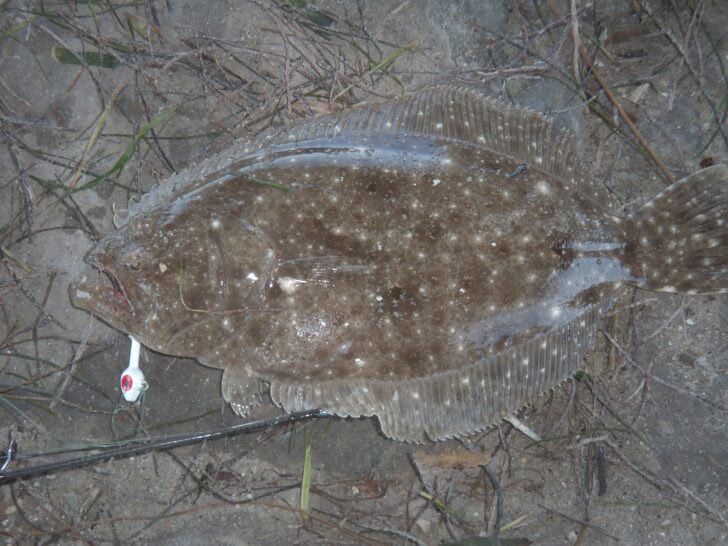 14 Animals That Use Camouflage Like Magic - Animals Around The Globe