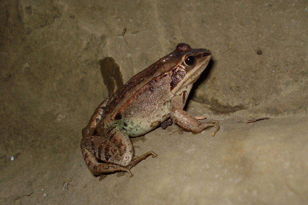 Meet the Frog That Can Survive Being Frozen Solid