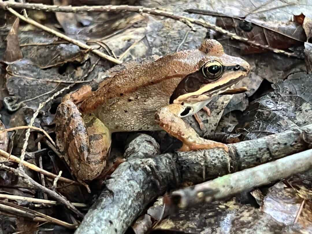 How Some Frogs Can Freeze Solid in Winter and Come Back to Life in Spring