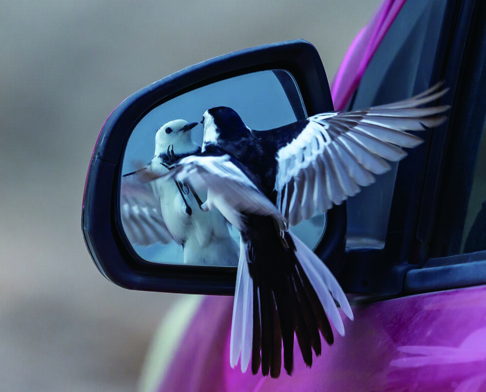 Can Birds Recognize Themselves in a Mirror? What Science Reveals
