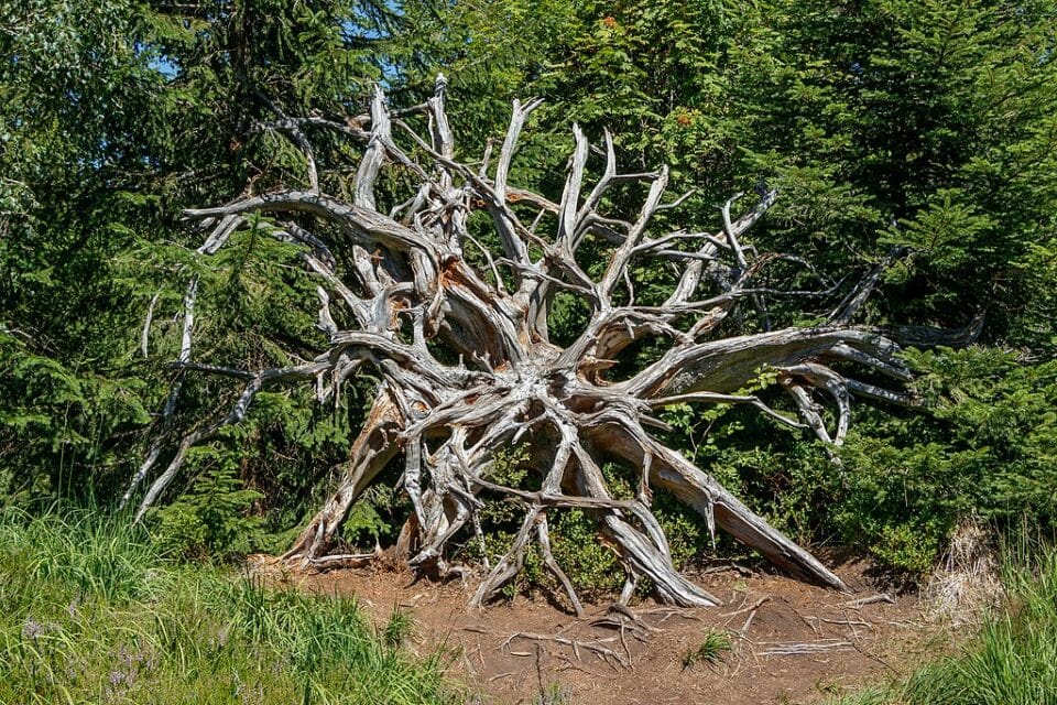 15 Forests With Terrifying Local Legends - Animals Around The Globe