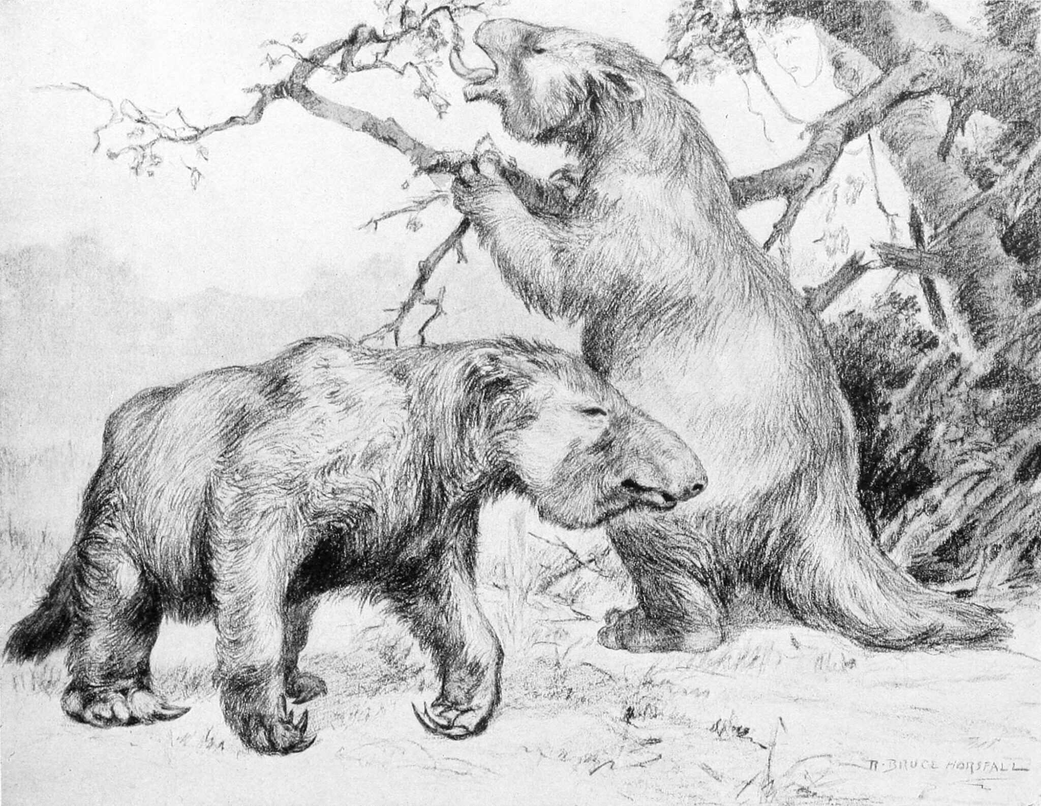 Why Ancient Beaver Bones Were Found in a Desert - Animals Around The Globe