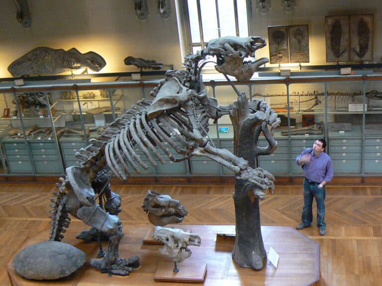 How a Giant Sloth Skeleton Changed Evolution Theories - Animals Around ...
