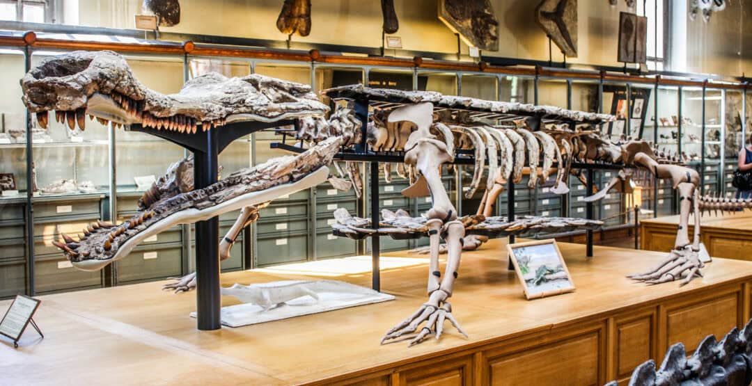 Scientists Just Found a Fossil of a 50-Foot Prehistoric Crocodile