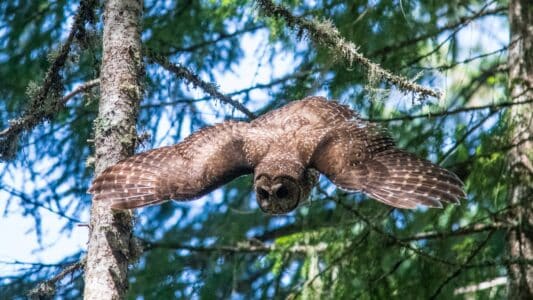 The 3 Rarest Owls in the USA and Where to Find Them - Animals Around ...