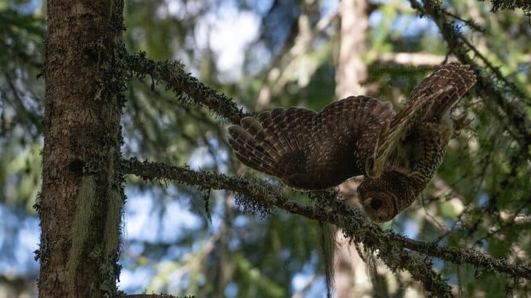 The 3 Rarest Owls in the USA and Where to Find Them - Animals Around ...