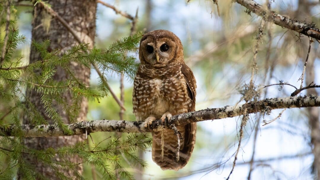 Can Owls Really Turn Their Heads All the Way Around? What Science Says