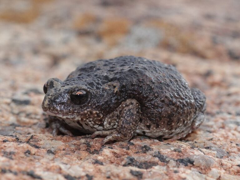 Why Certain Frogs Literally Bury Themselves Alive - Animals Around The ...