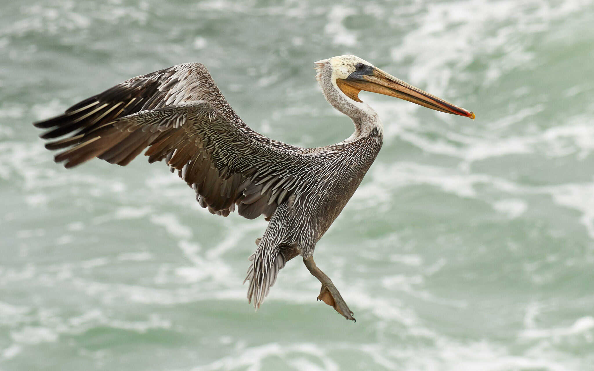The Largest Pelican Flock Ever Spotted Over the U.S.