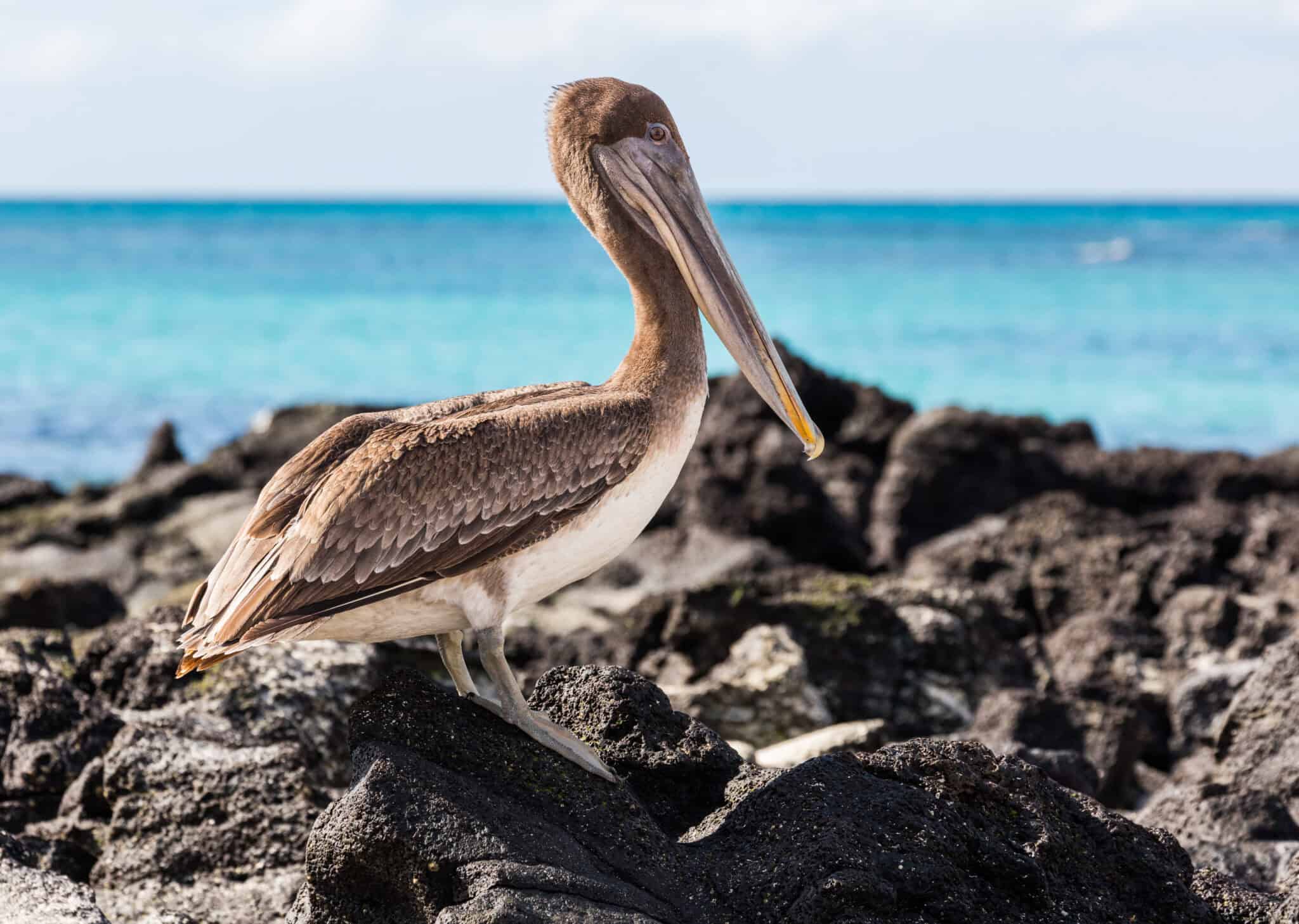 How Louisiana’s Brown Pelicans Were Saved from Extinction