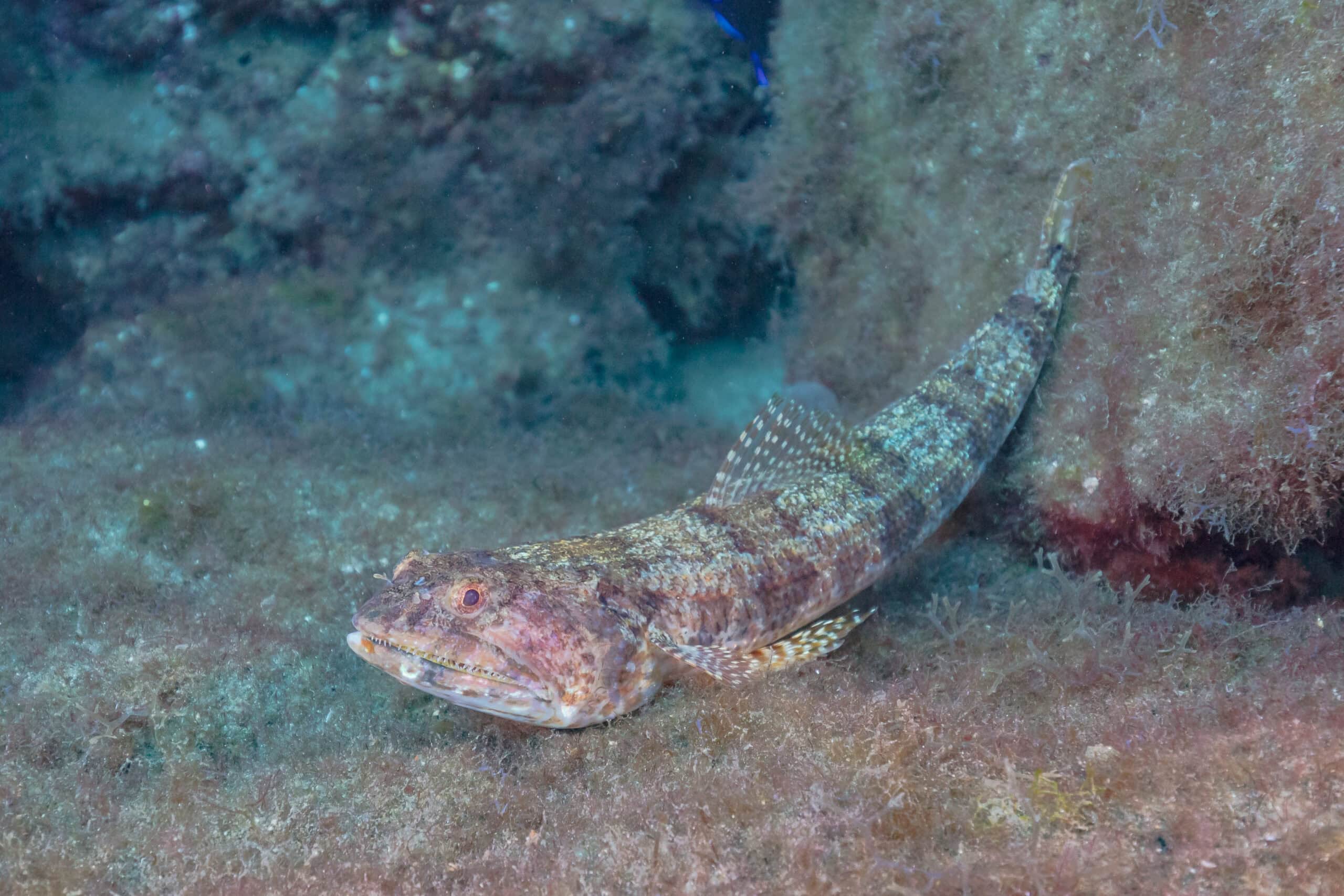 Scientists Just Found the Deepest Living Creature on Earth