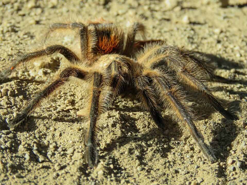 Scientists Just Found a Spider the Size of a Dinner Plate - Animals ...
