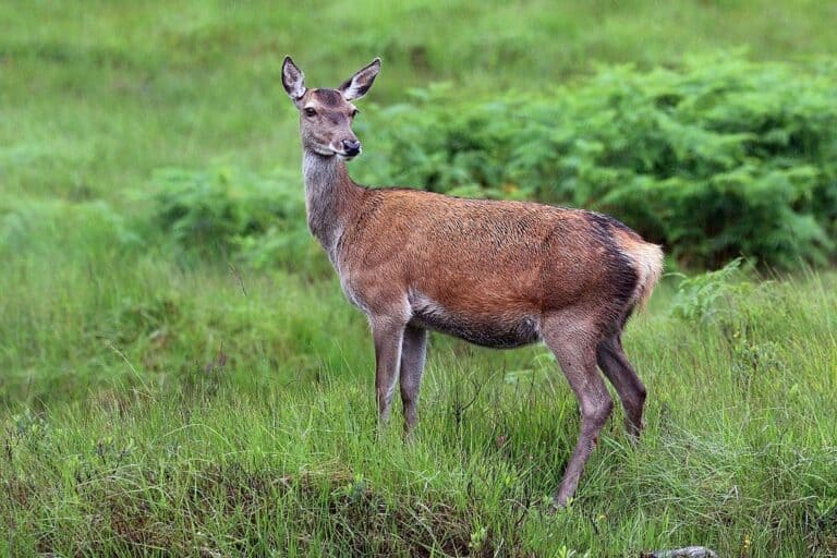 Are Some Deer Really Turning Carnivorous?