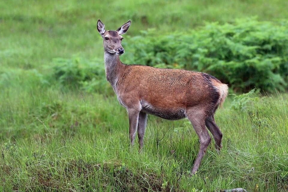 Are Some Deer Really Turning Carnivorous?
