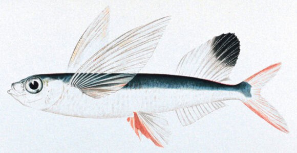 The Wild World of Flying Fish and Soaring Squid - Animals Around The Globe