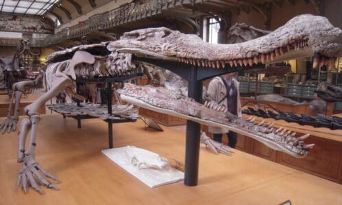 Scientists Just Found a Fossil of a 50-Foot Prehistoric Crocodile