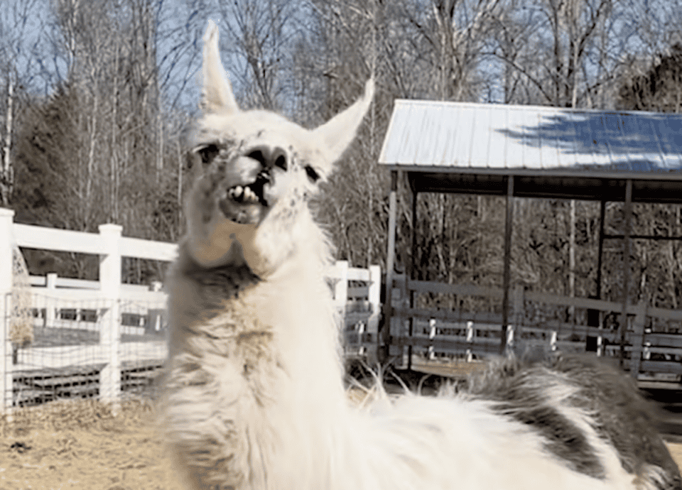 World’s Oldest Llama Brings Comfort to Sick Children - Animals Around ...