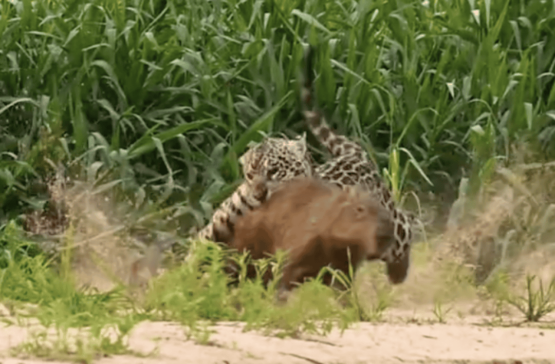 Watch A Jaguar Hunt A Capybara - Animals Around The Globe