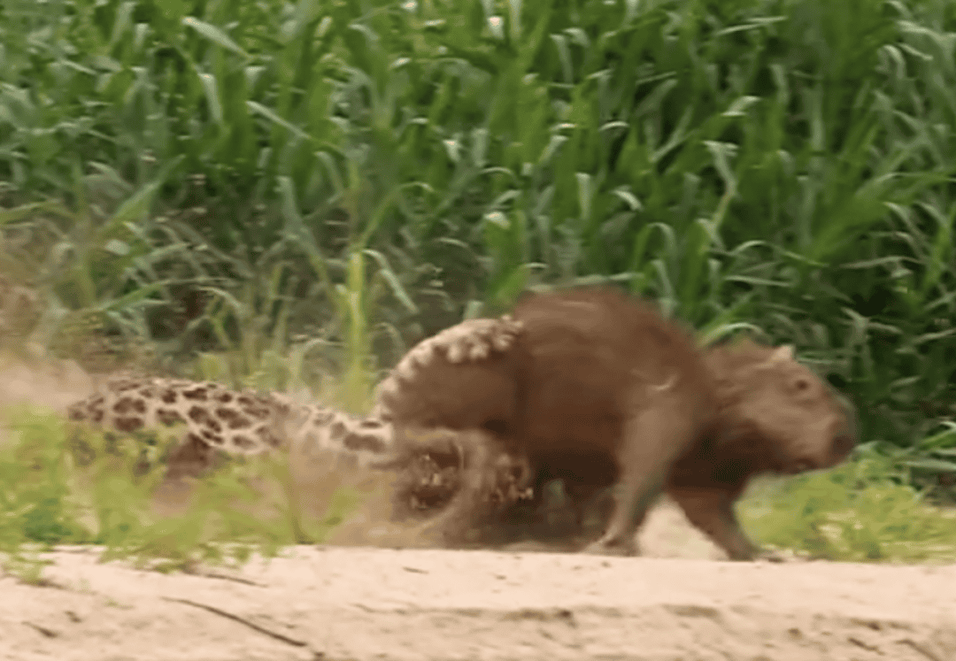 Watch A Jaguar Hunt A Capybara - Animals Around The Globe
