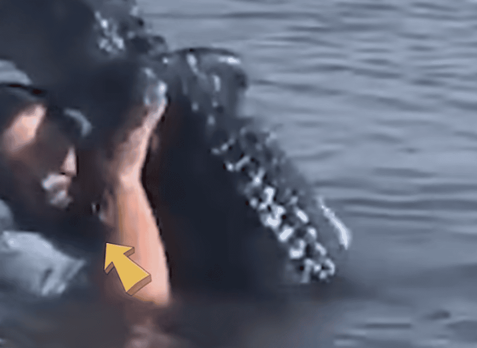 Man Dances with an Angry Alligator, Stuns the Internet - Animals Around ...