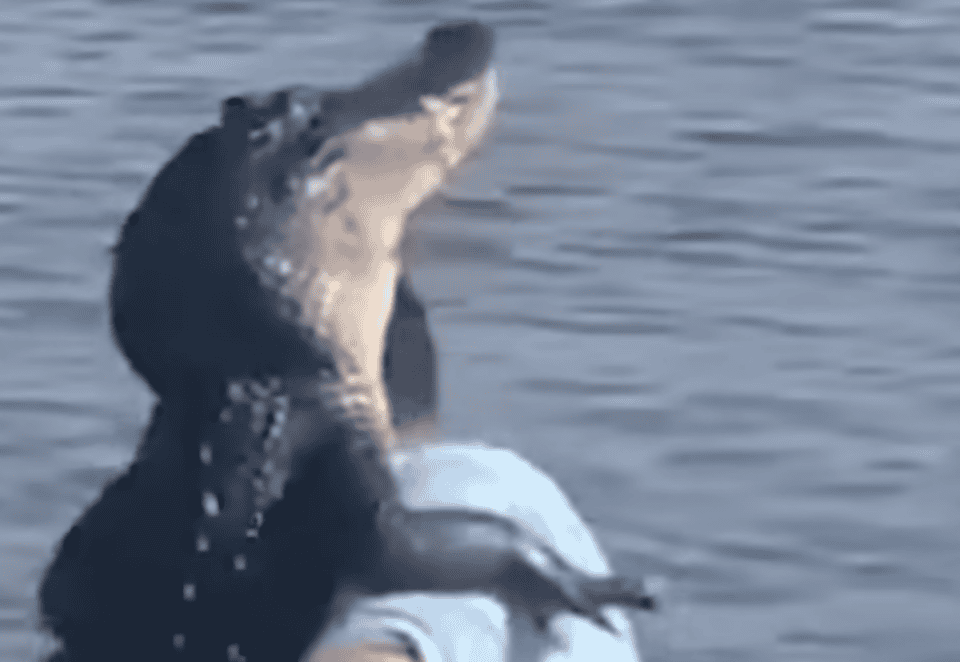Man Dances with an Angry Alligator, Stuns the Internet - Animals Around ...