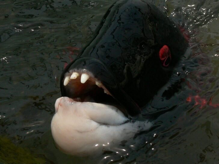 The Fish With Teeth Like a Human