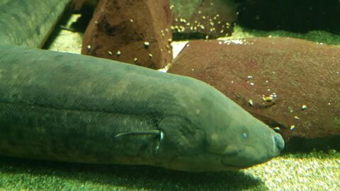This Fish Can Survive Out of Water for Days